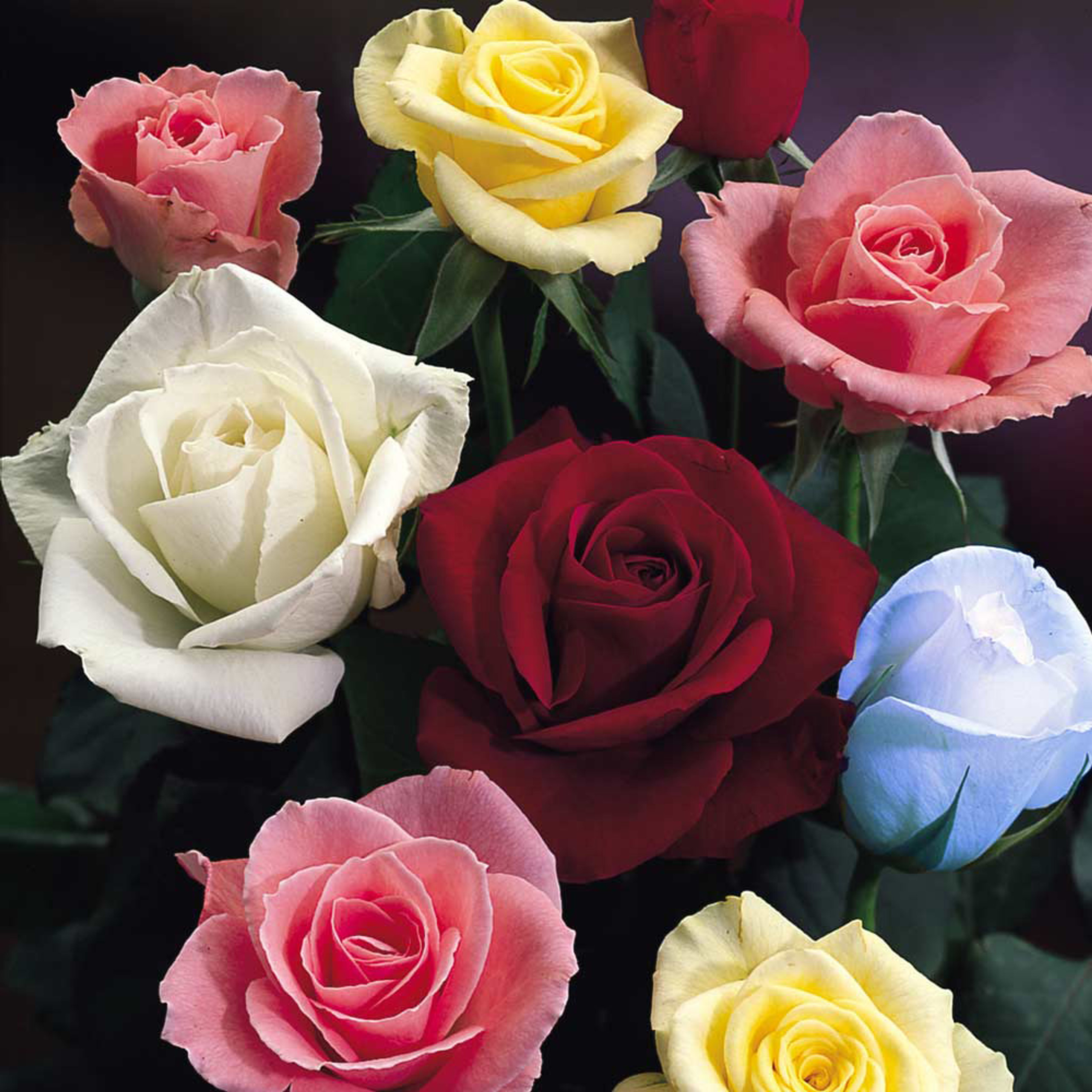 6 Roses Lost Label JParkers 6-roses-lost-label-jparkers