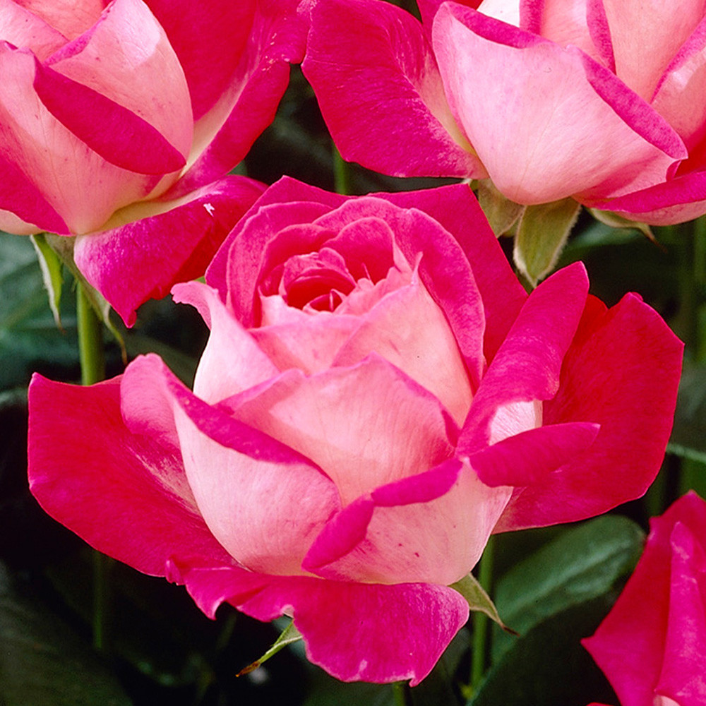 Buy Rose Gaujard | J Parker Dutch Bulbs