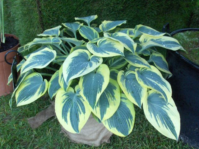 Hosta Blue Ivory | J Parker Dutch Bulbs