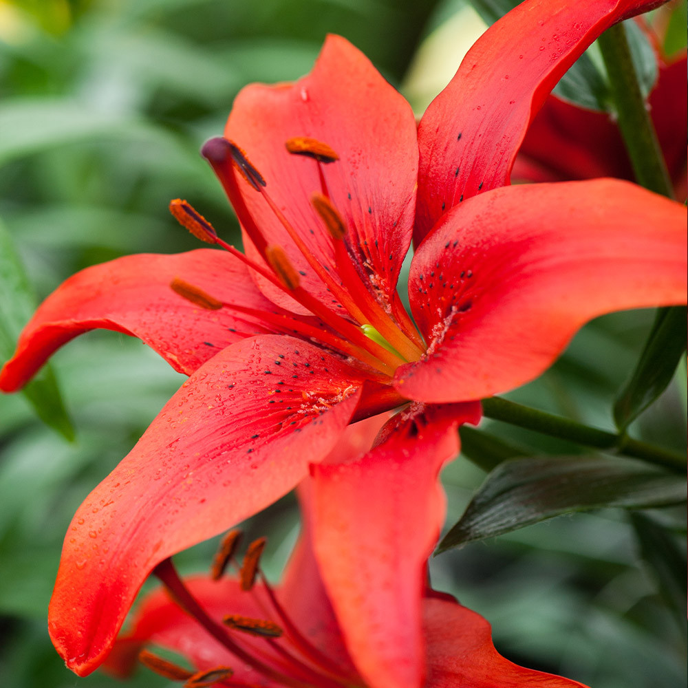 Lilium Red County - JParkers