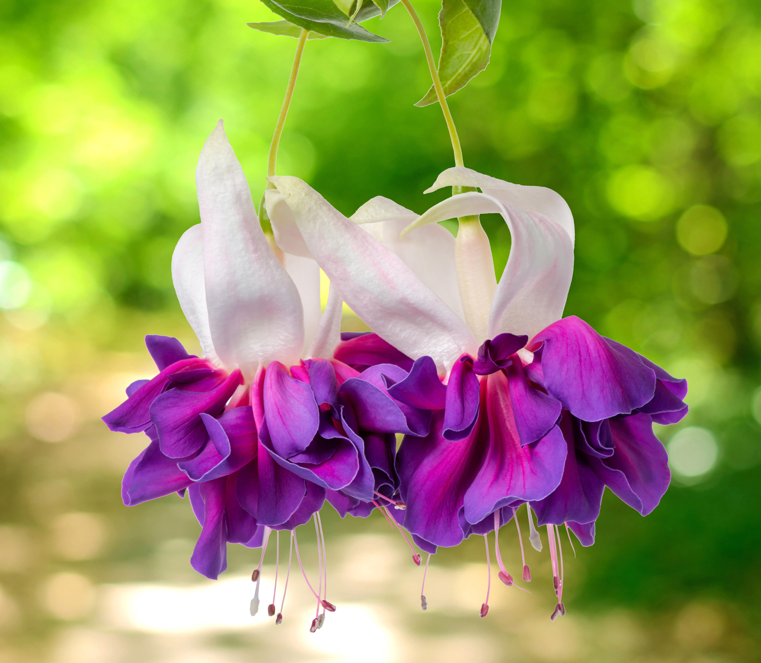 Fuchsia Giant Deep Purple | J Parker Dutch Bulbs