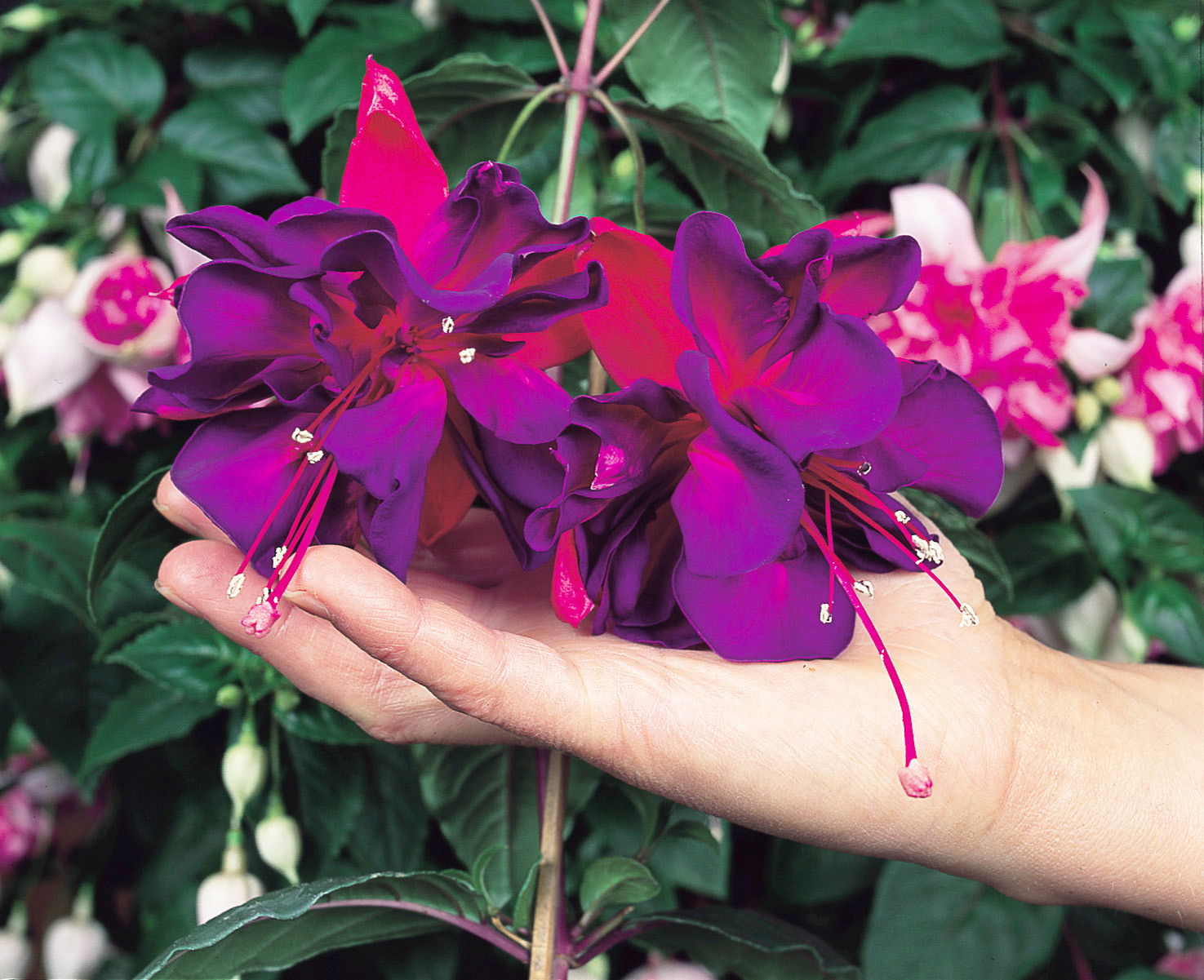 Fuchsia Giant Voodoo | J Parker Dutch Bulbs
