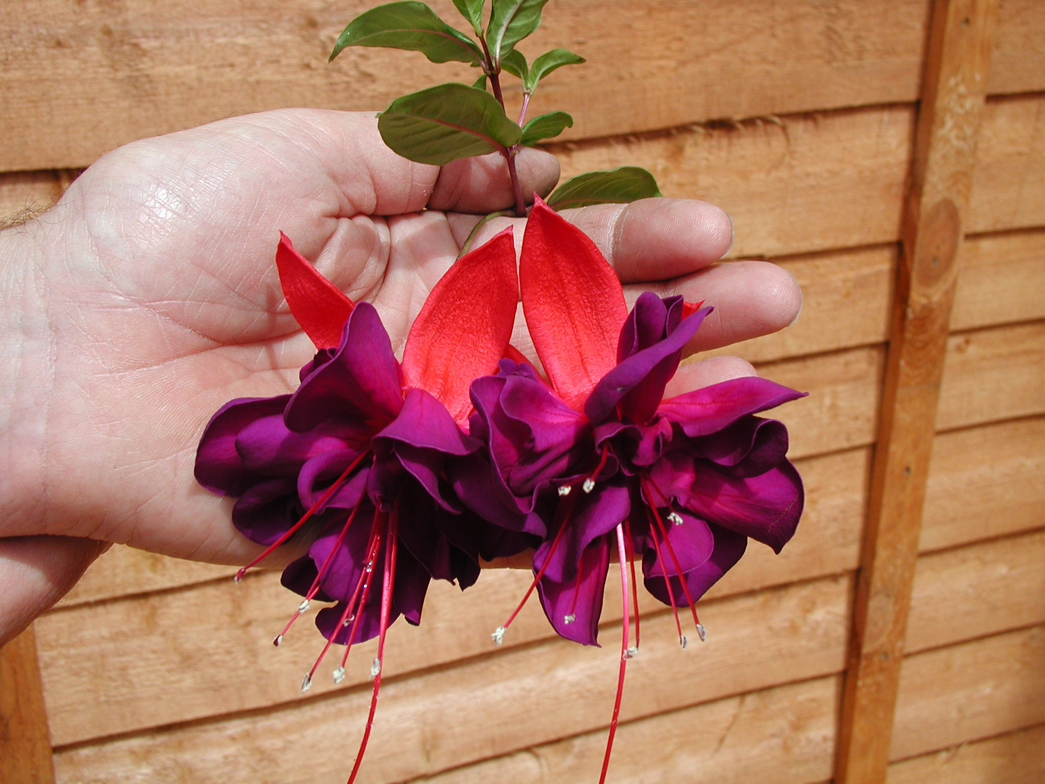 Fuchsia Giant Voodoo | J Parker Dutch Bulbs