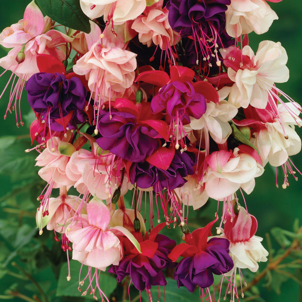 Giant Trailing Fuchsias Mixed | J Parker Dutch Bulbs