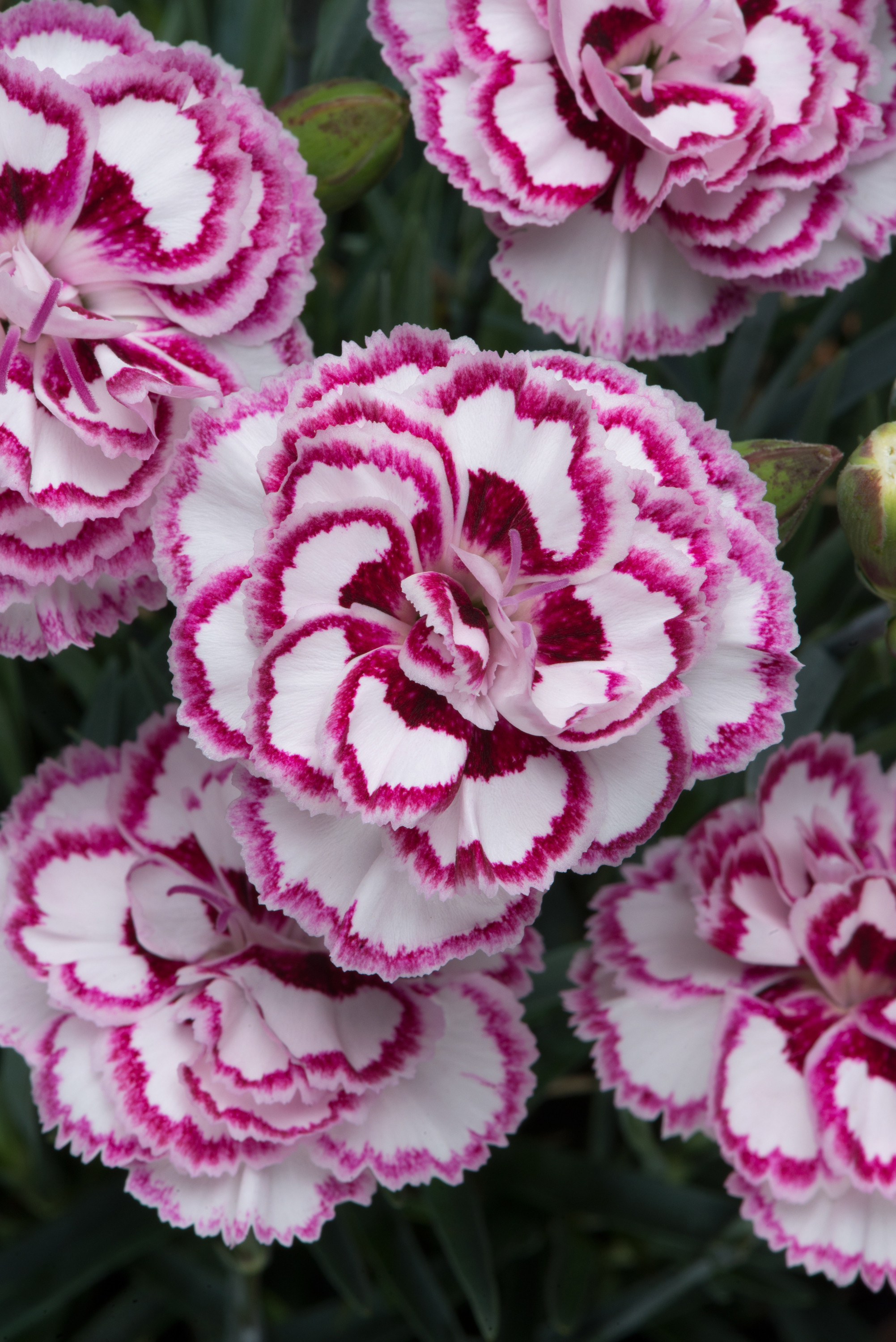 Dianthus Gran's Favourite | J Parker Dutch Bulbs