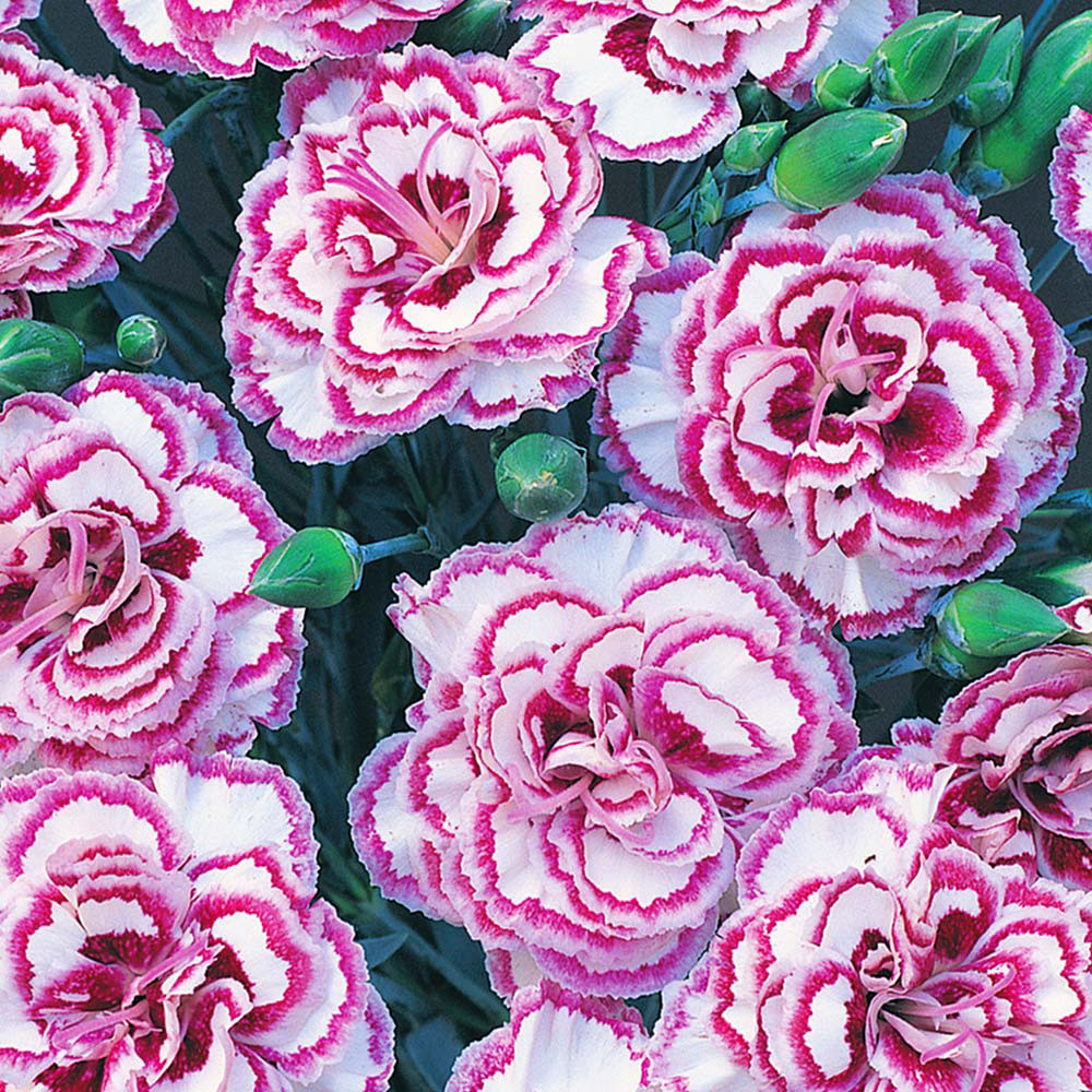 Dianthus ixed (Hardy Perennial) | J Parker Dutch Bulbs