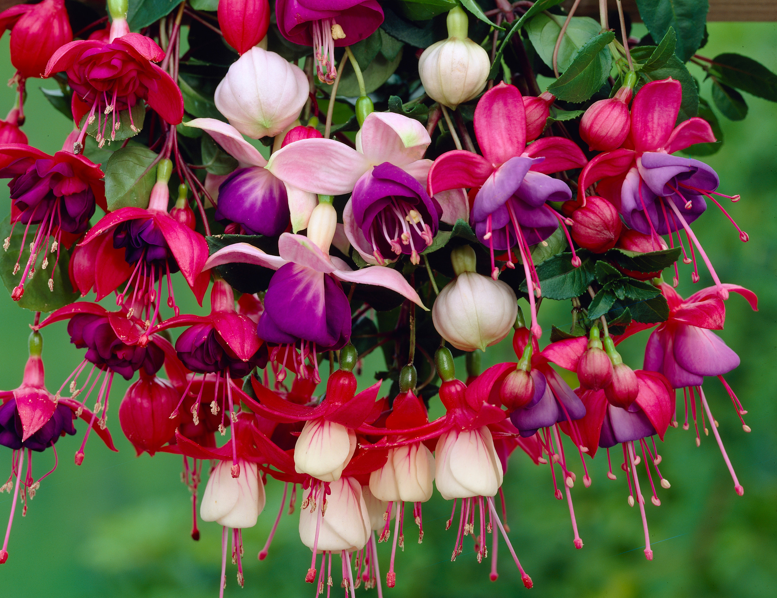 Buy Fuchsia Hardy Mix | J Parker Dutch Bulbs