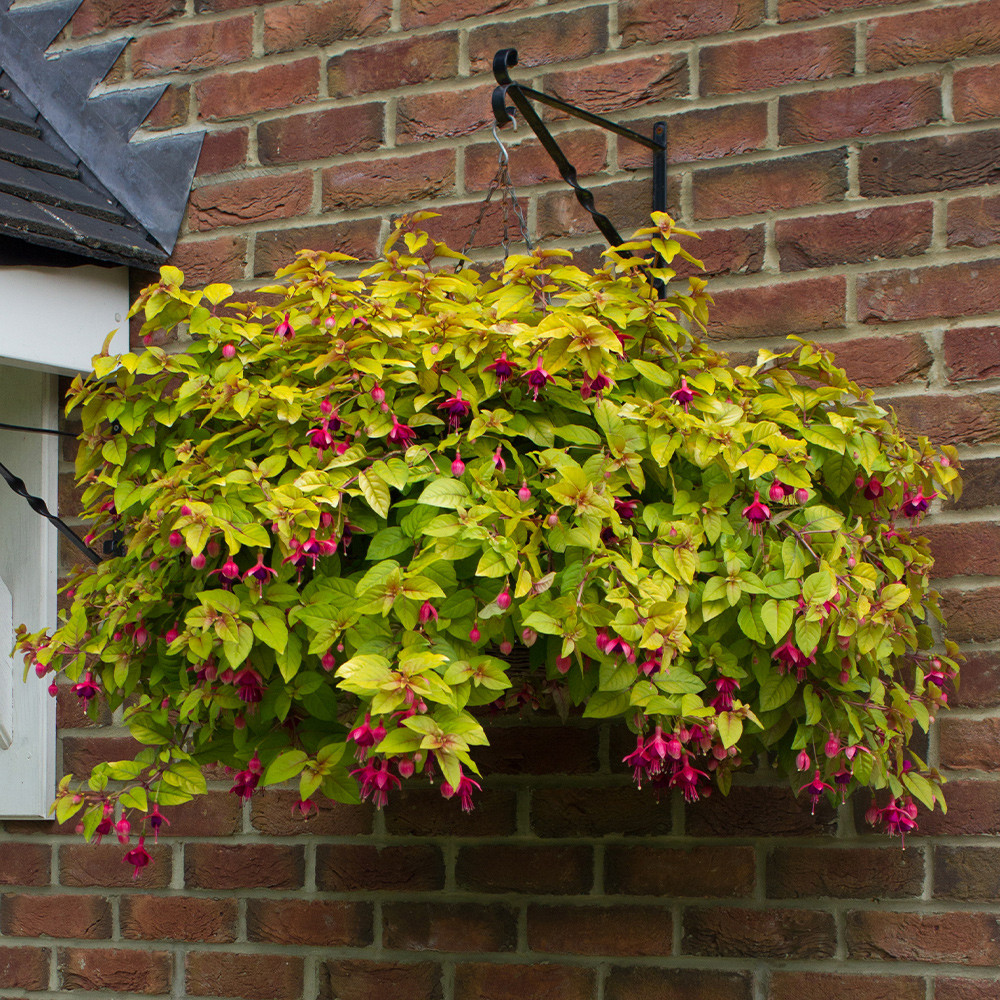 Buy Fuchsia Autumnale Plants | J Parker Dutch Bulbs