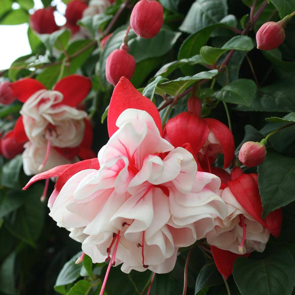 Fuchsia Swing Time (Trailing) | J Parker Dutch Bulbs