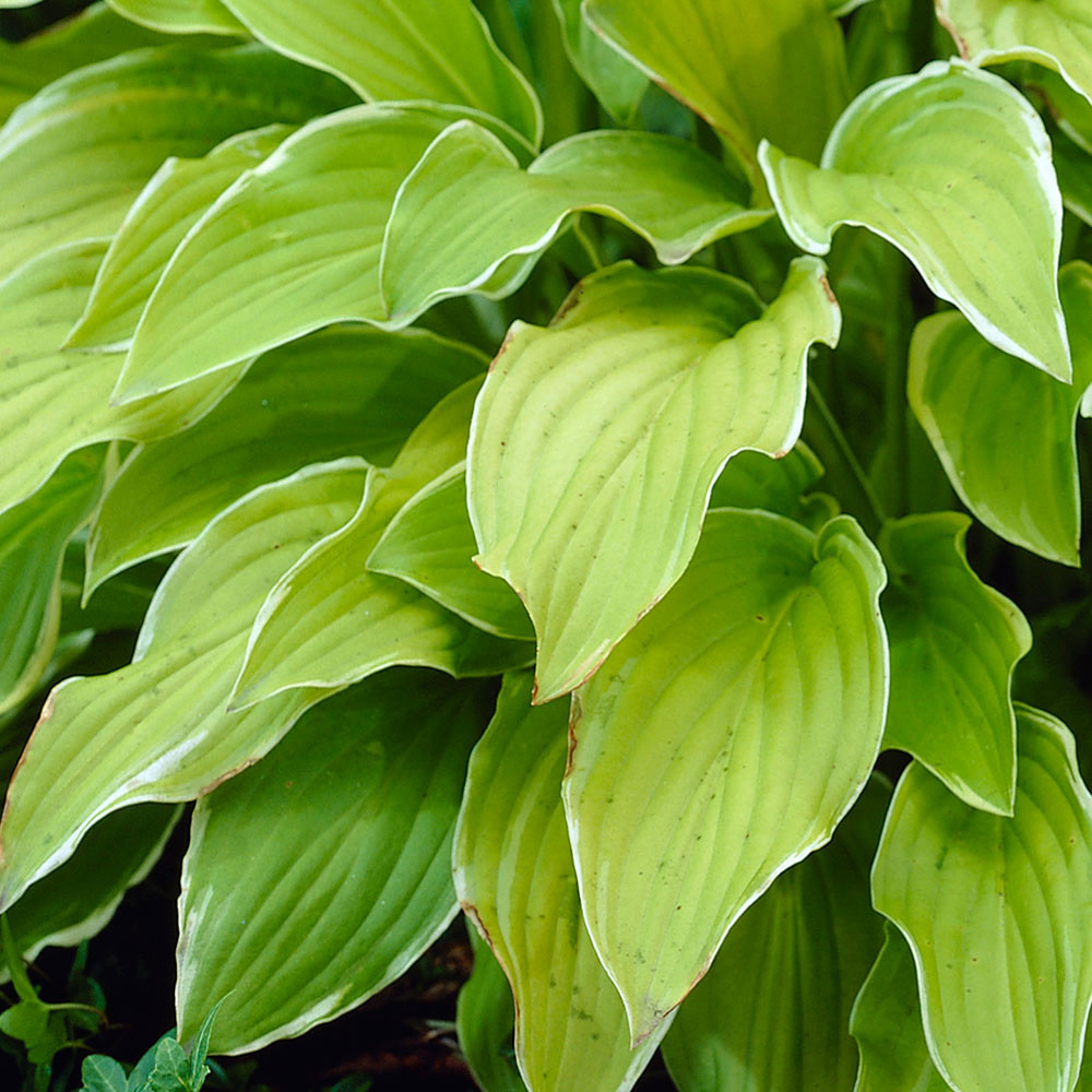 Hosta Summer Fragrance | J Parker Dutch Bulbs