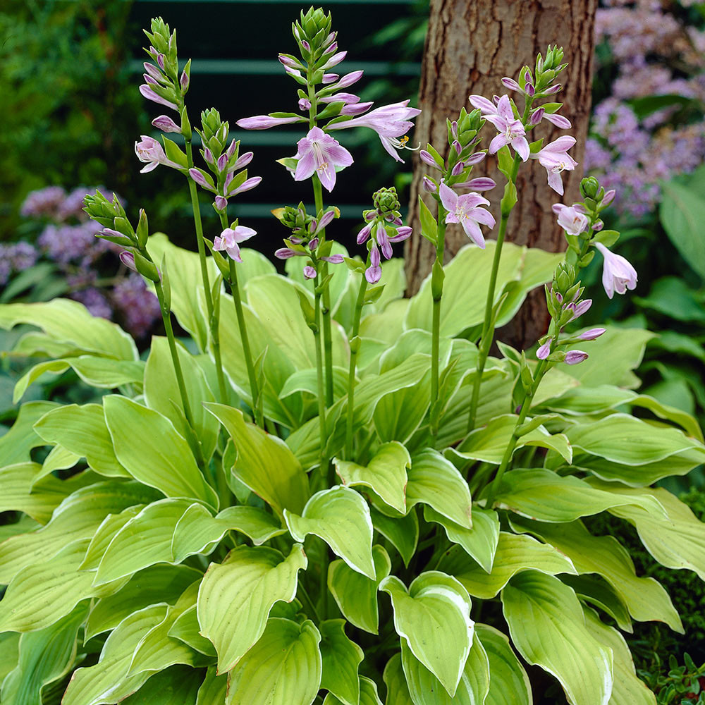Hosta Summer Fragrance | J Parker Dutch Bulbs