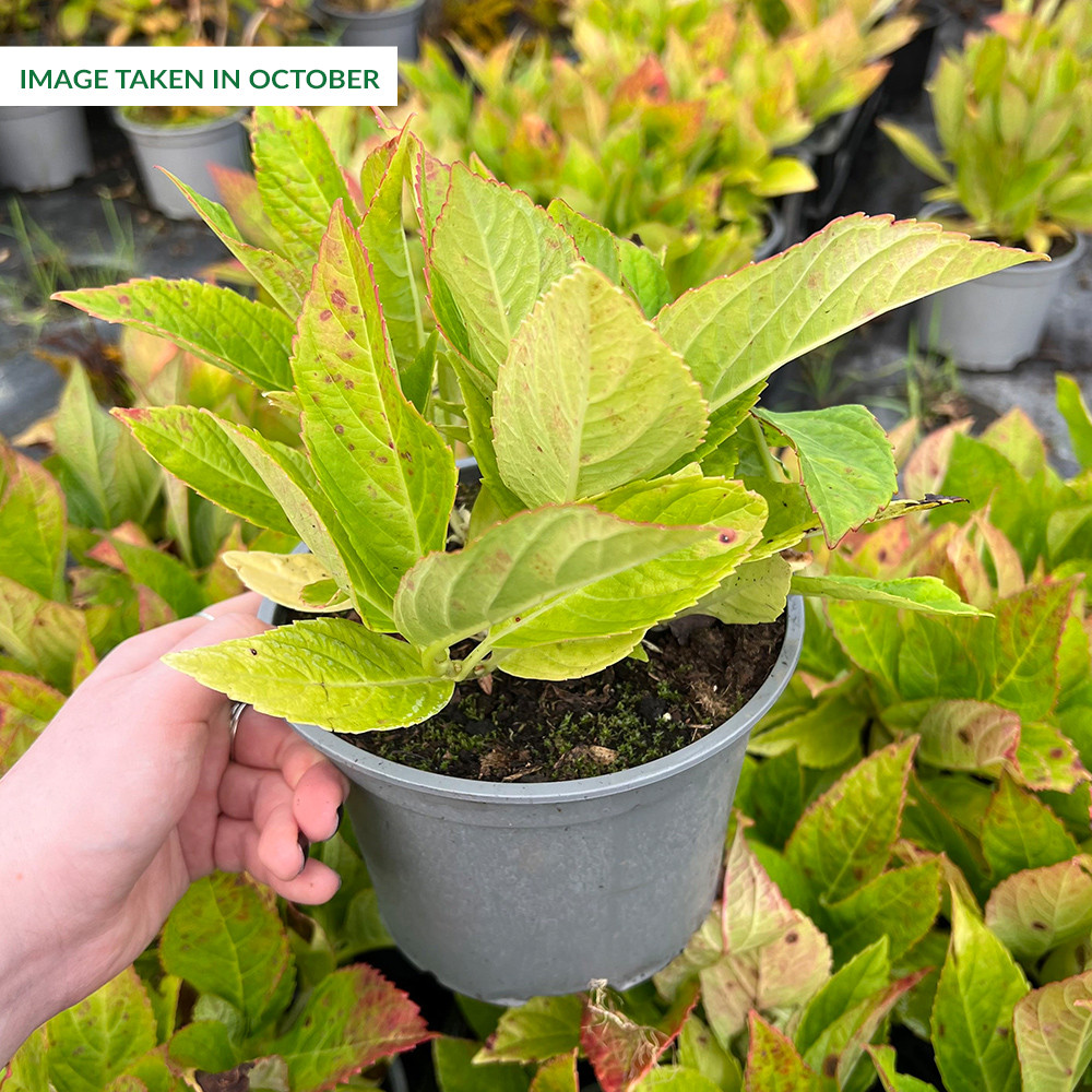 Buy Hydrangea macrophylla Magical 'Revolution Blue' | J Parker Dutch Bulbs