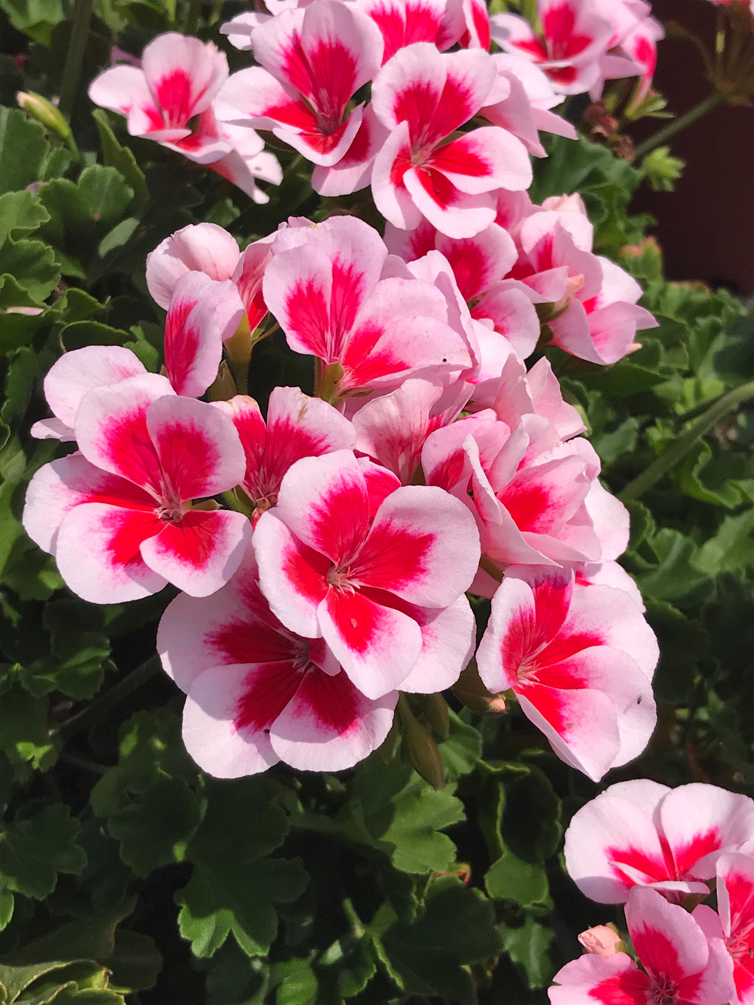 Geranium Grandeur Power Rose Splash | J Parker Dutch Bulbs