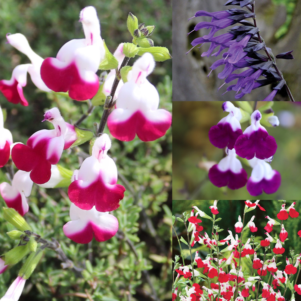 Salvia Hardy Mixed | J Parker Dutch Bulbs
