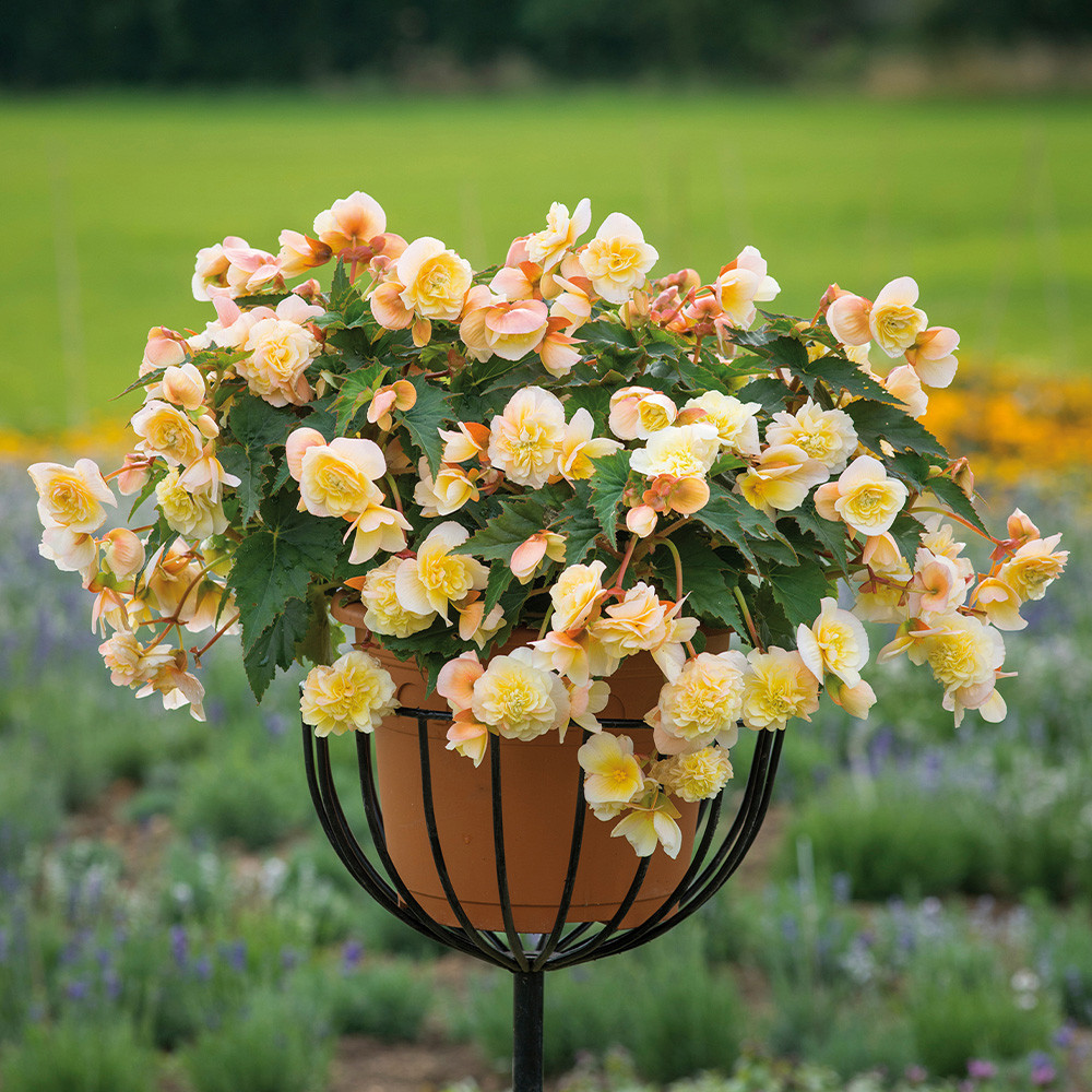 Buy Begonia Sweet Spice Citrus Plants | J Parker's