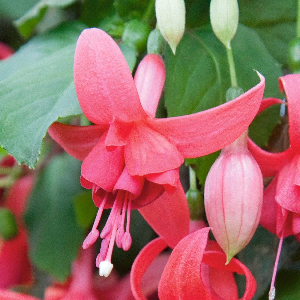 Fuchsia Blaze Away (Trailing) | J Parker Dutch Bulbs
