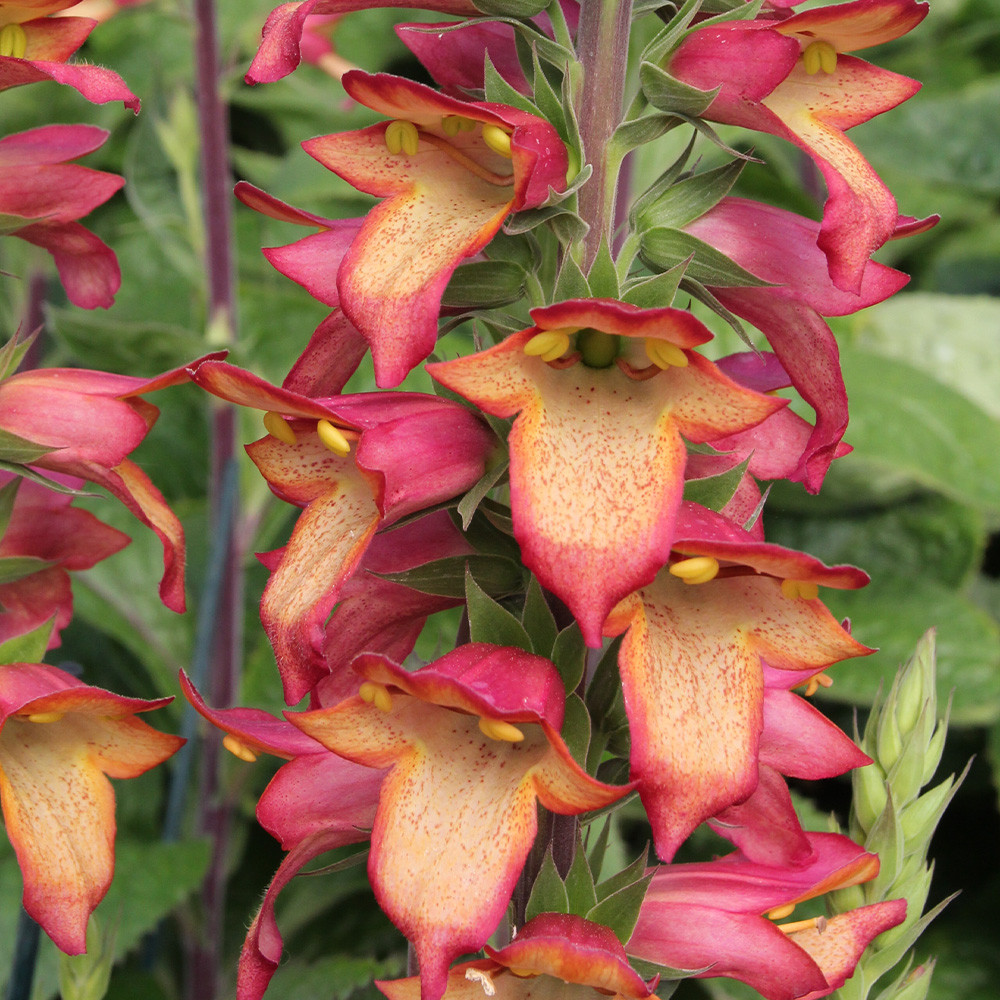 Shop Digitalis Illumination Flame | J. Parker's