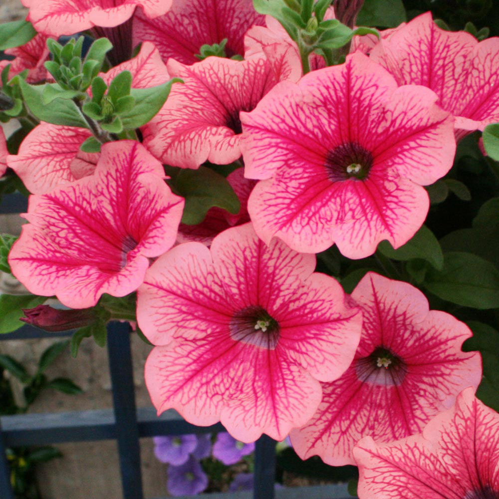 Buy Surfinia Hot Red | J Parker Dutch Bulbs