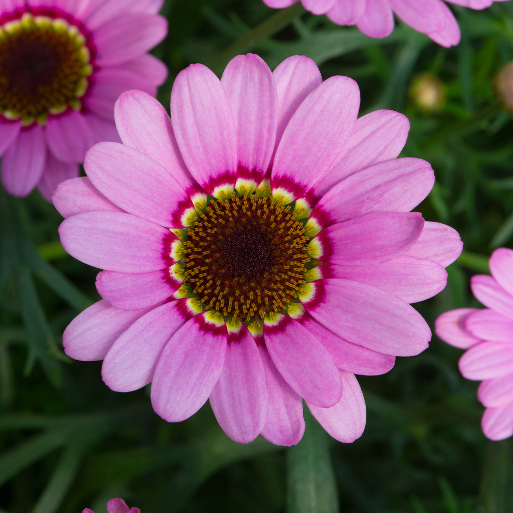 Argyranthemum Grandaisy Pink Halo | J Parker Dutch Bulbs