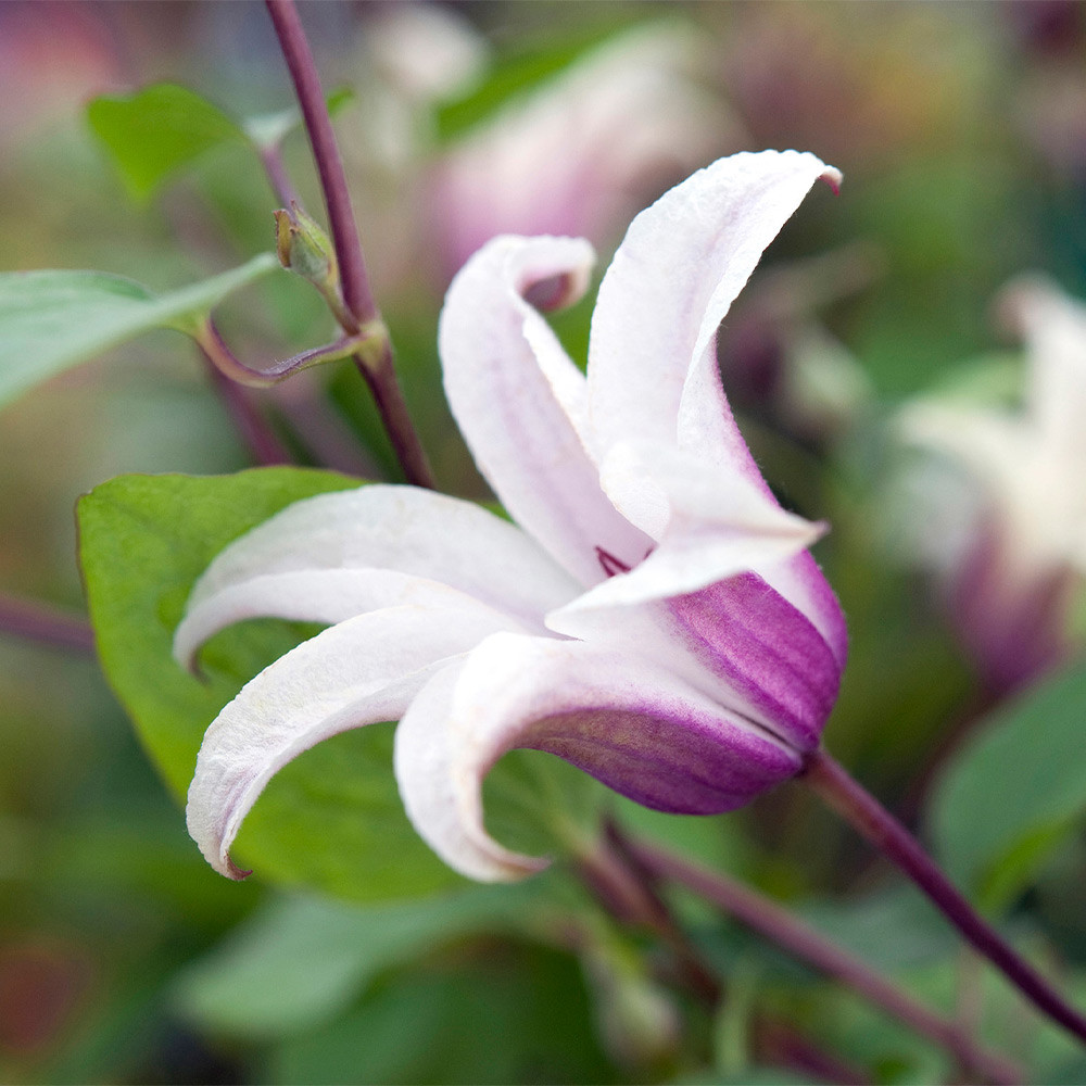 Buy Clematis Princess Kate - J Parker Dutch Bulbs
