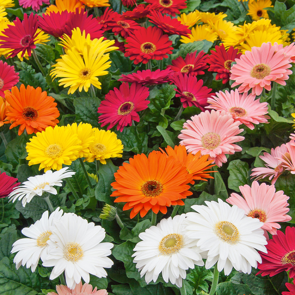 Gerbera Revolution Mix (Garden Ready) | J Parker Dutch Bulbs
