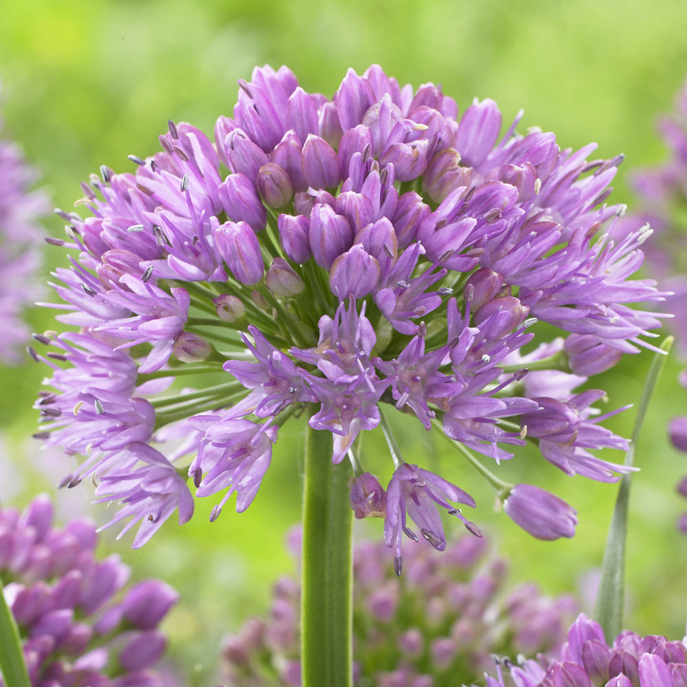 Allium Millenium | J Parker Dutch Bulbs