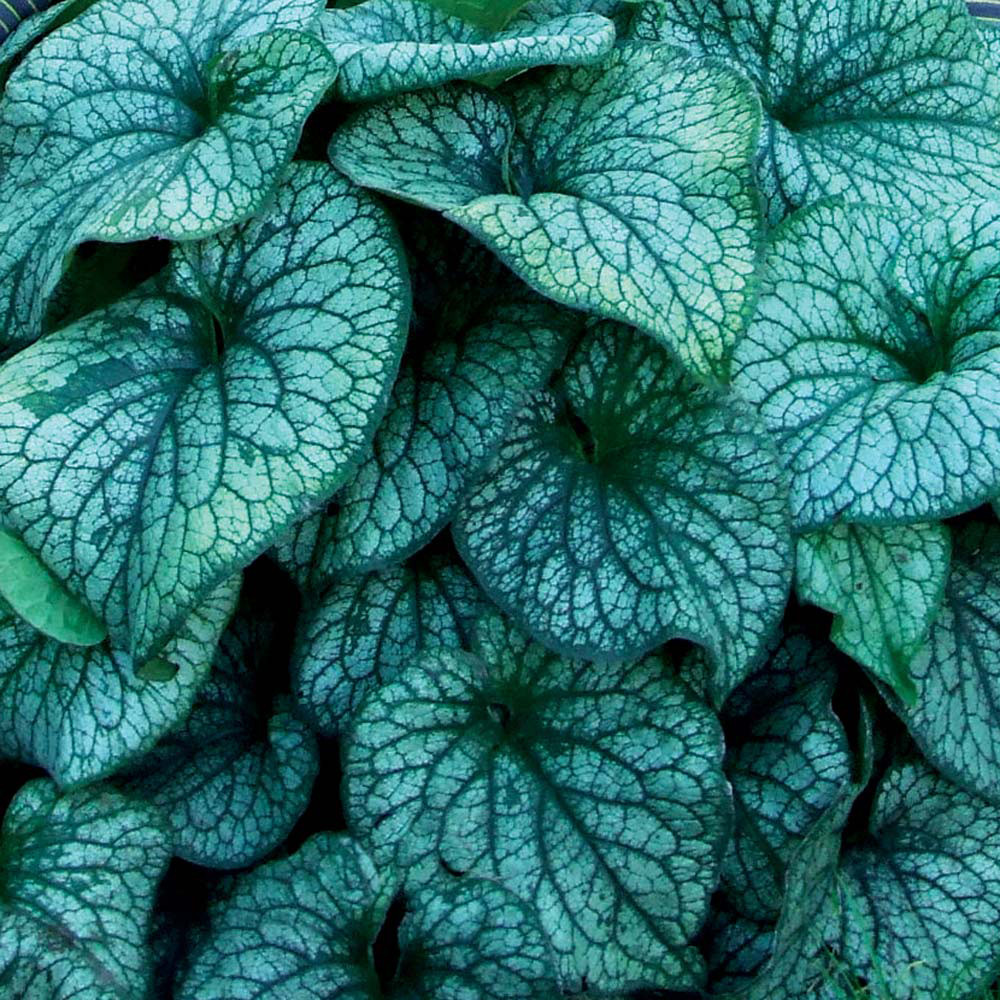 Brunnera Alexander's Great | J Parker Dutch Bulbs