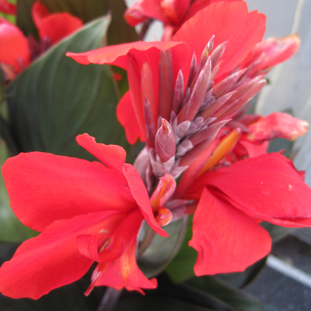 Canna Cannova Bronze Scarlet | J Parker Dutch Bulbs