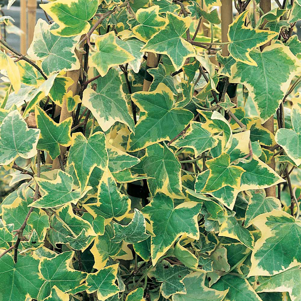 Hedera Gold Child | J Parker Dutch Bulbs