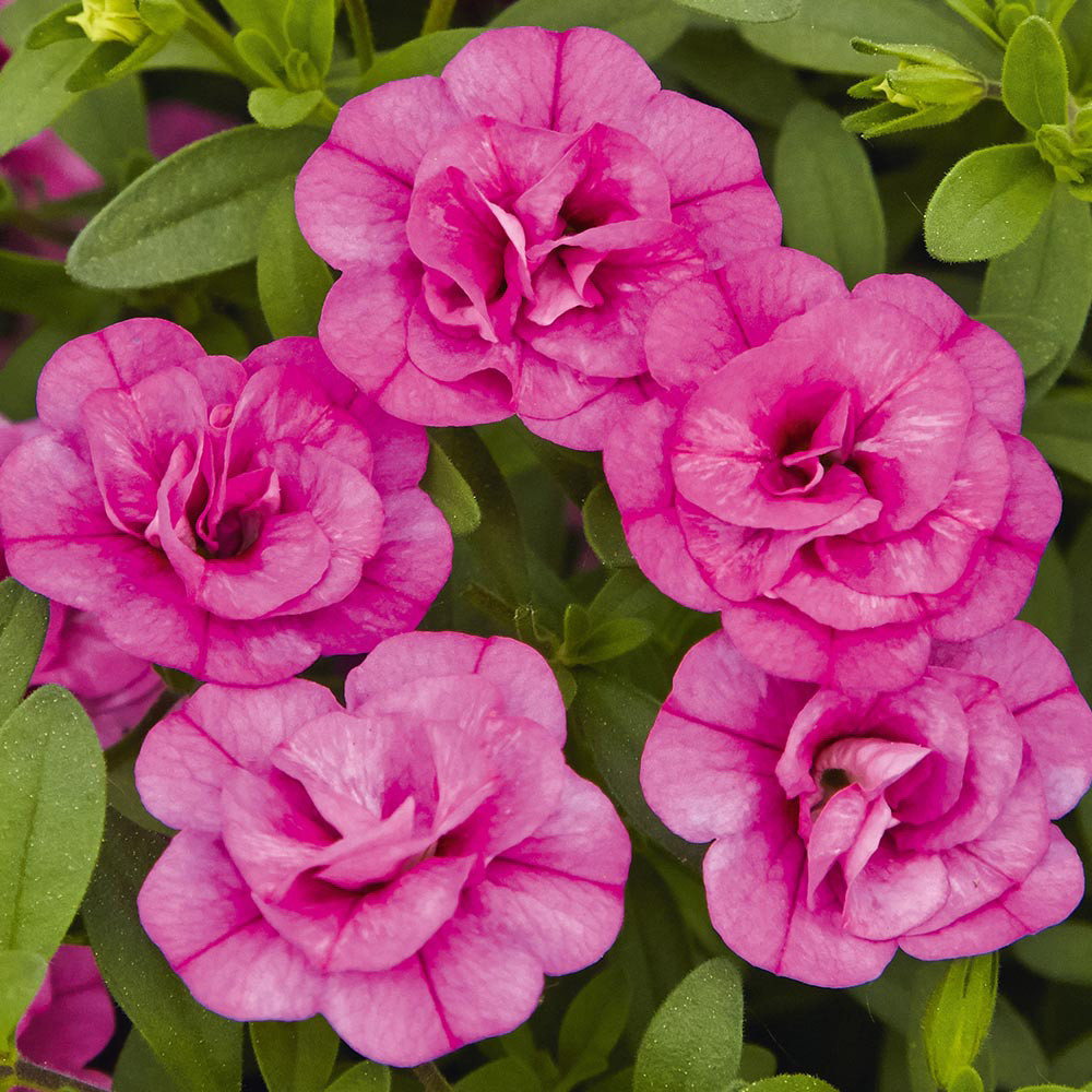 Calibrachoa Calita Double Rosy | J Parker Dutch Bulbs