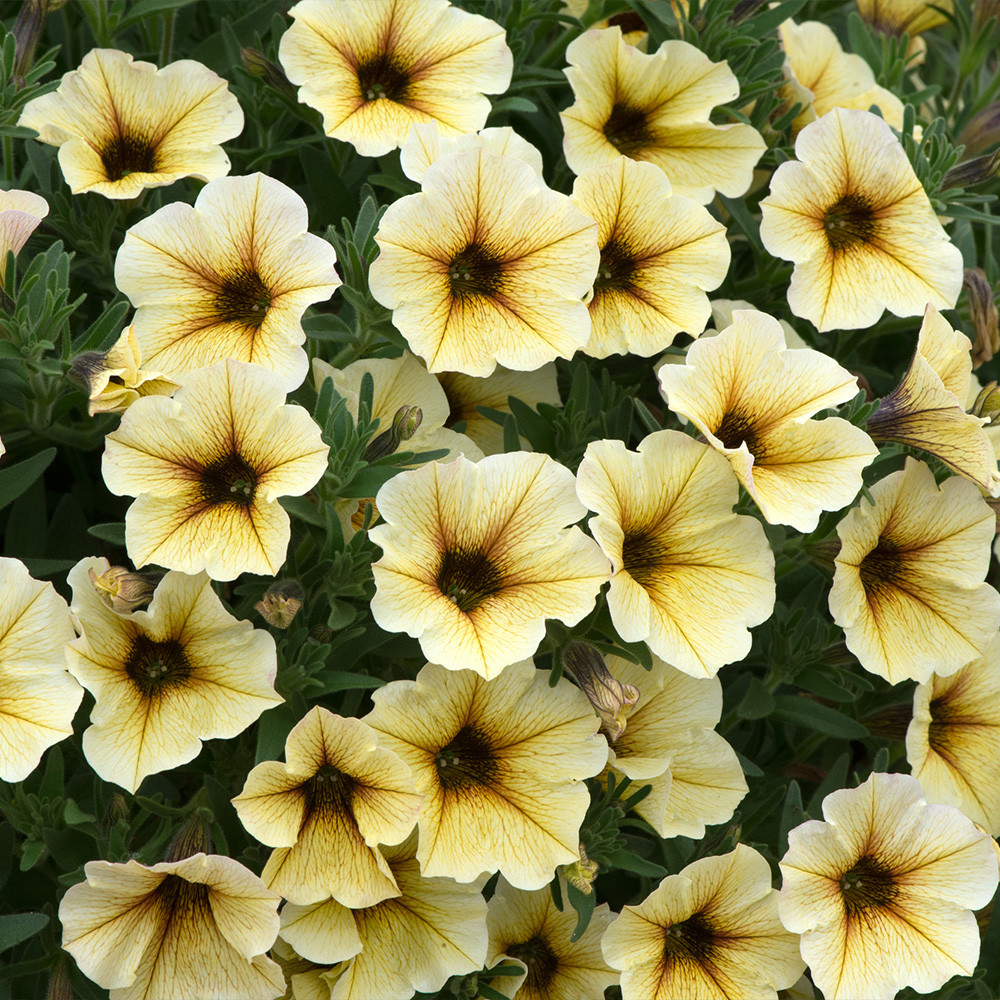 Petunia (Petchoa) Beautical French Vanilla | J Parker Dutch Bulbs