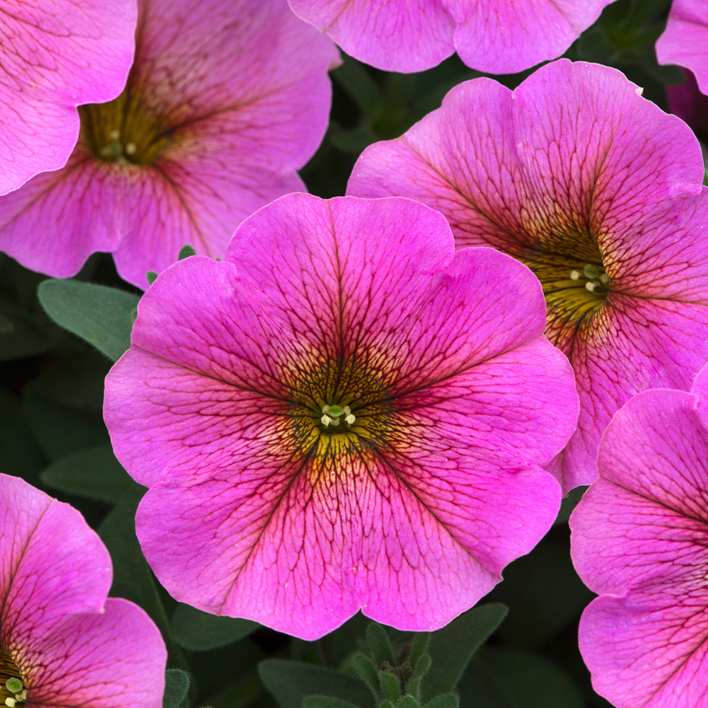 Shop Petunia (Petchoa) Beautical Sunray Pink | J. Parker's