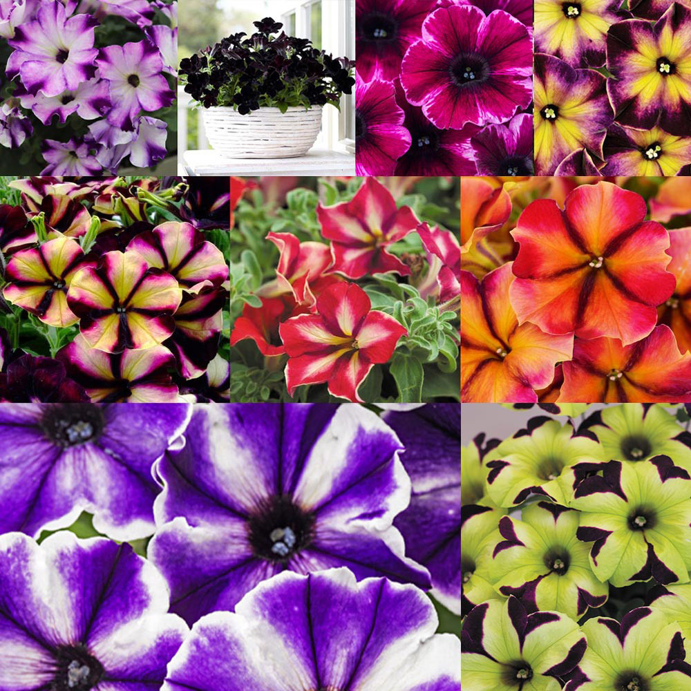 Petunia Crazytunia Mixed | J Parker Dutch Bulbs