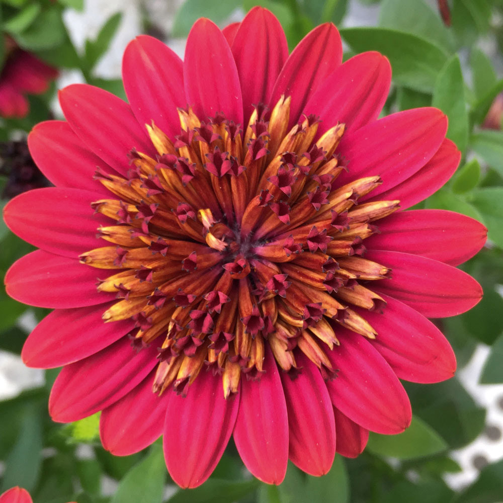 Osteospermum Erato Double Red | J Parker Dutch Bulbs