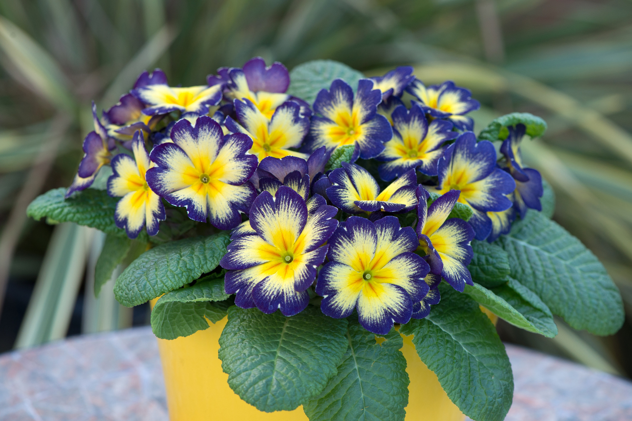 Buy Primrose Blue Chameleon | J Parker Dutch Bulbs