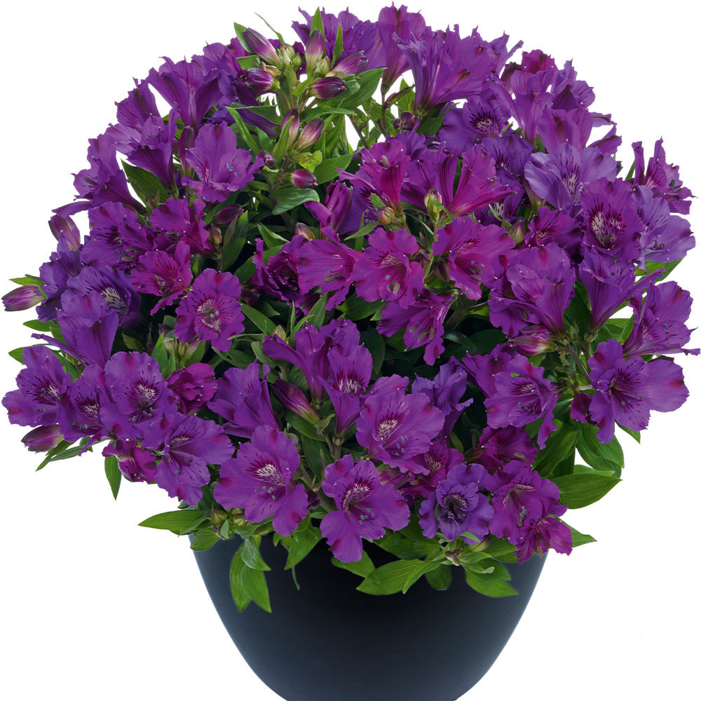 Alstroemeria Inticancha Indigo (Compact Habit) | J Parker Dutch Bulbs