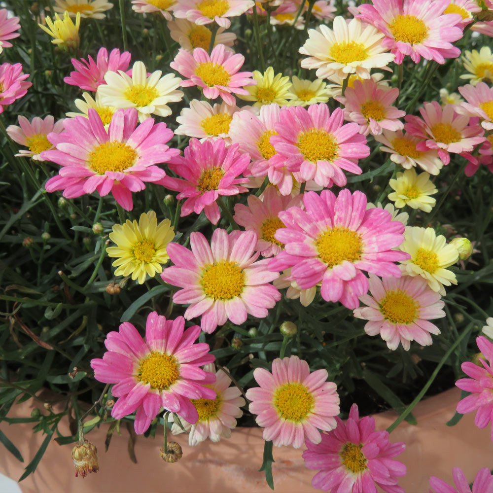 Argyranthemum aramis bicolour Lemon and Pink | J Parker Dutch Bulbs
