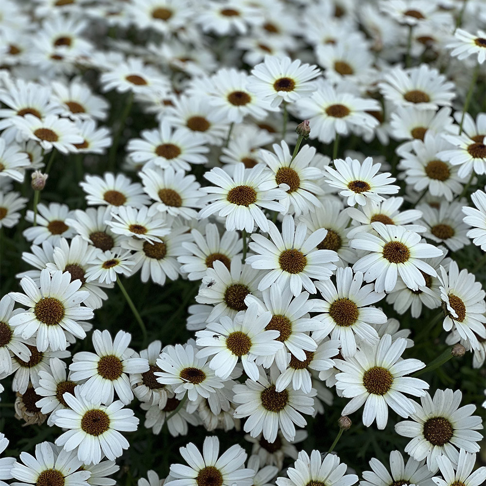 Argyranthemum Grandaisy Ivory White | J Parker Dutch Bulbs