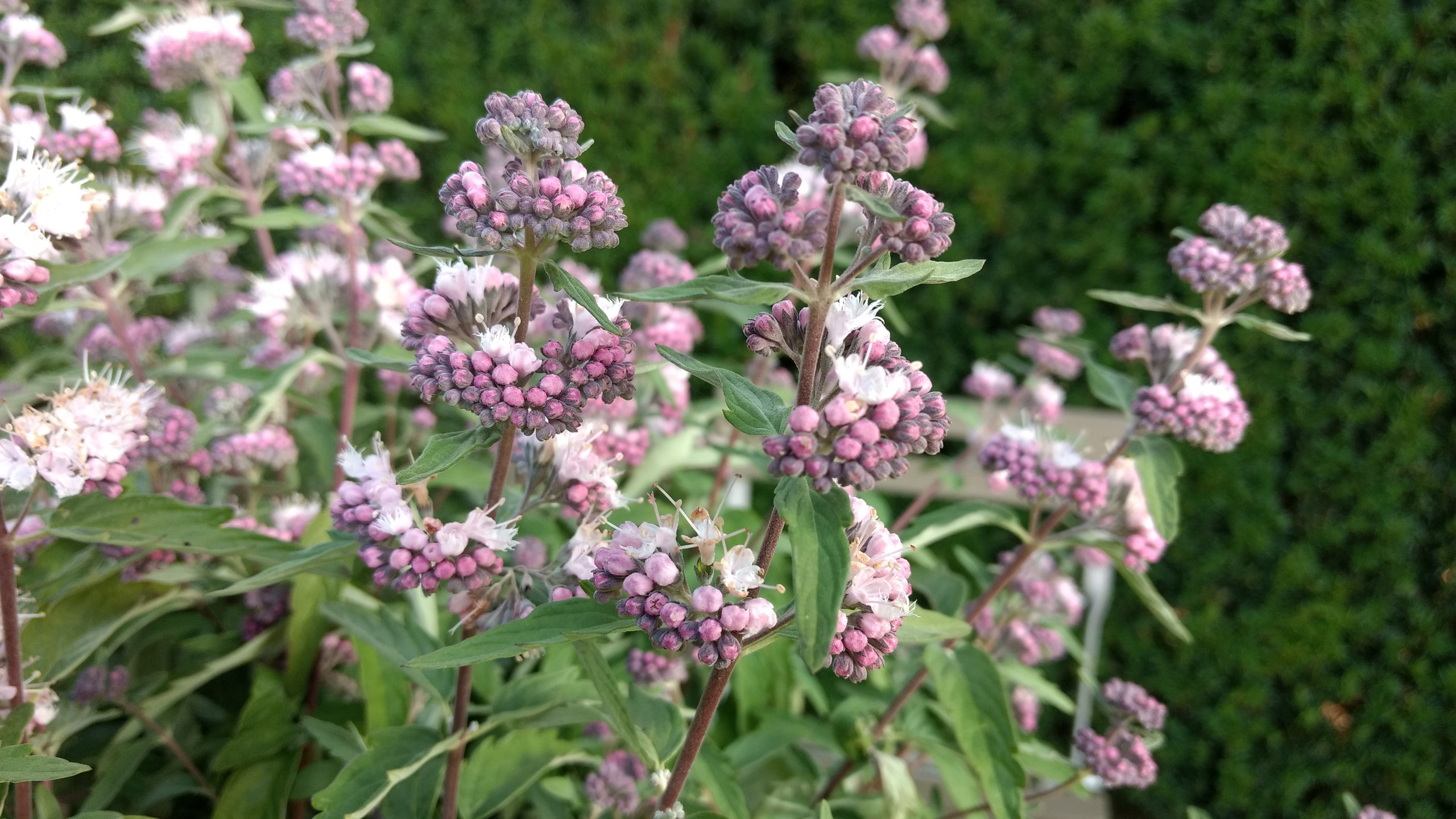 Shop Caryopteris (Bluebeard) Stephi | J. Parker's