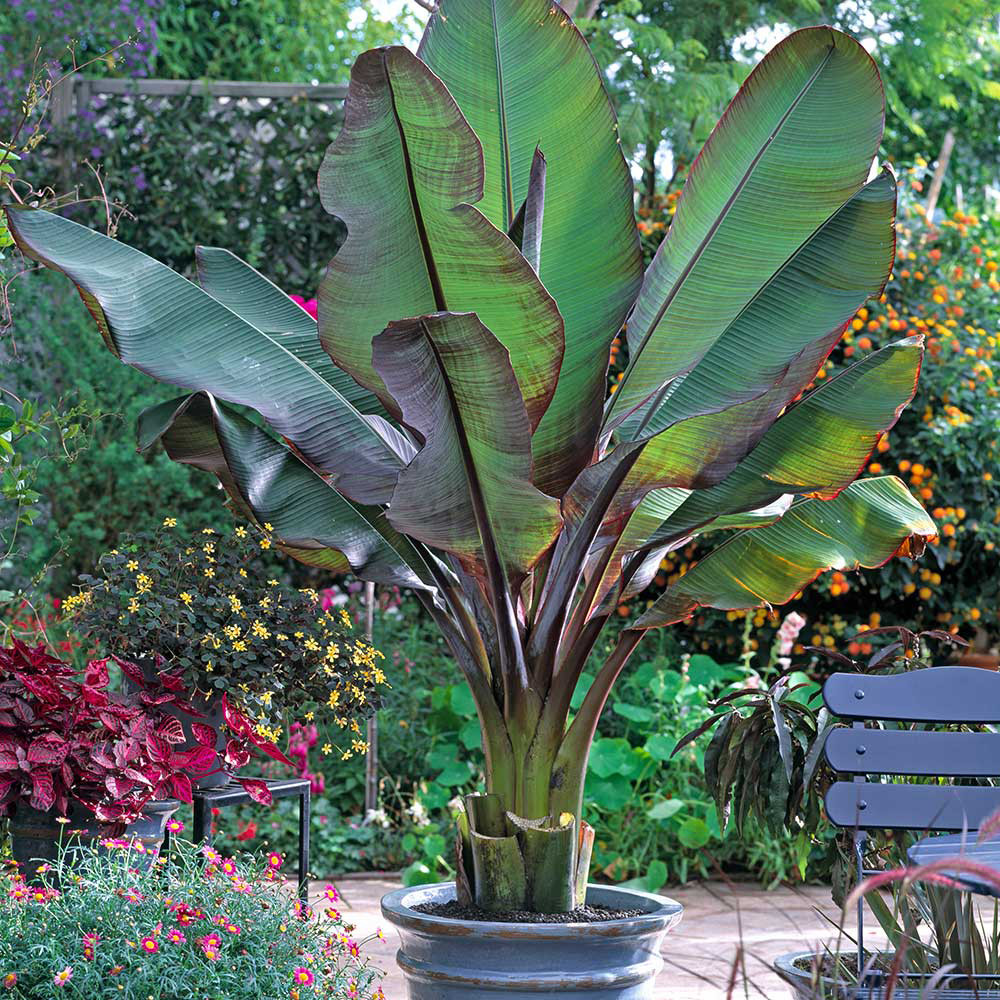 Shop Musa Ensete Maurelii | J. Parker's