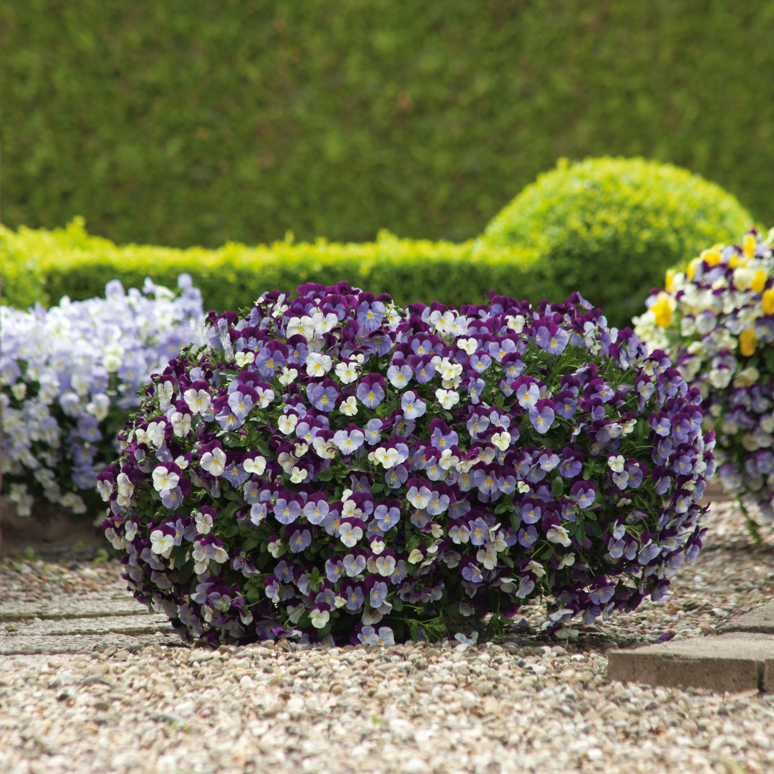 Trailing Pansy Cool Wave Violet Wing | J Parker Dutch Bulbs