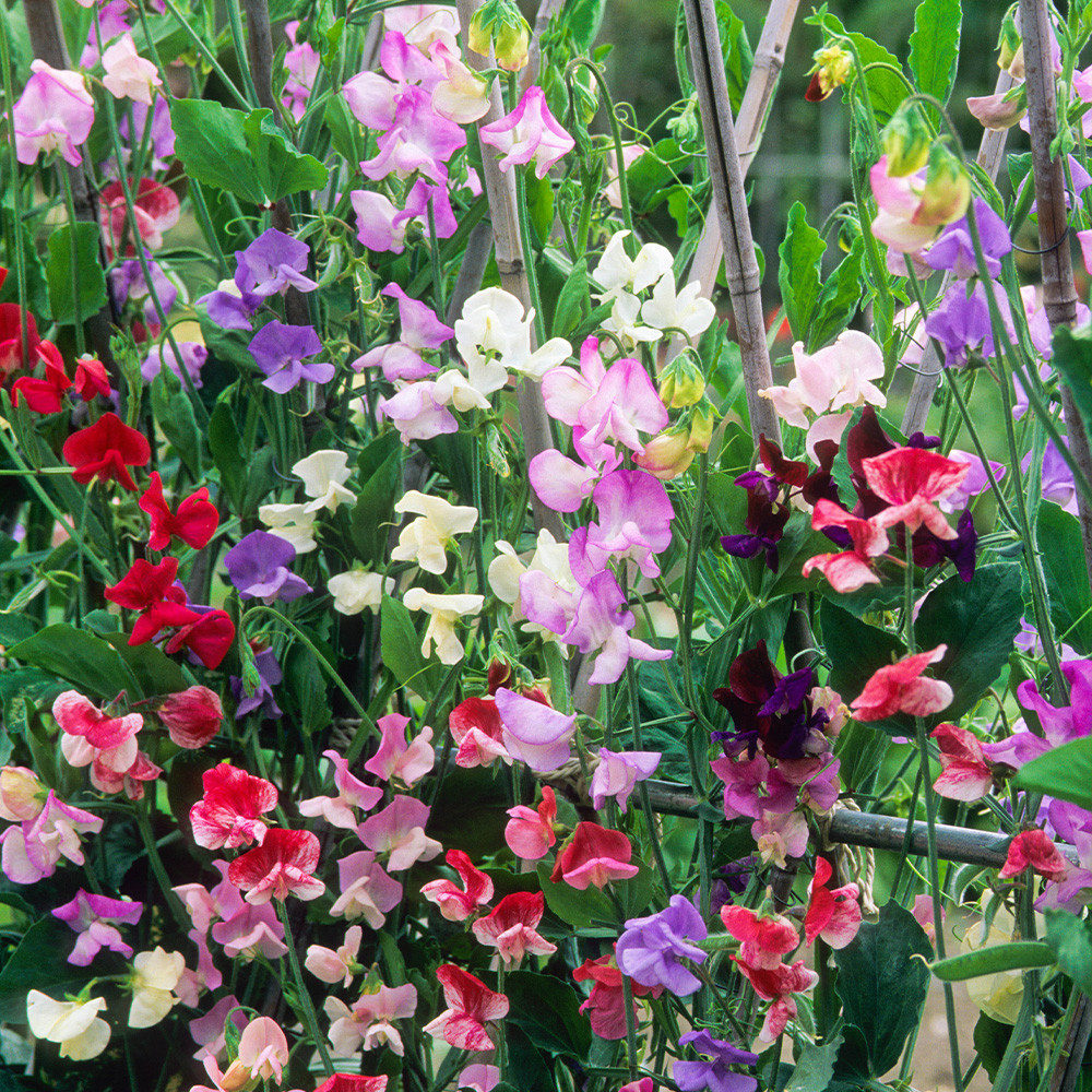 Sweet Pea (Lathyrus) Mix | J Parker Dutch Bulbs