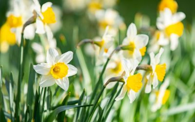 How to Store Daffodil Bulbs - JParkers