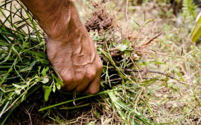 How to Get Rid of Weeds Permanently - JParkers