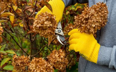 How to prune shrubs - Gardening for beginners - JParkers