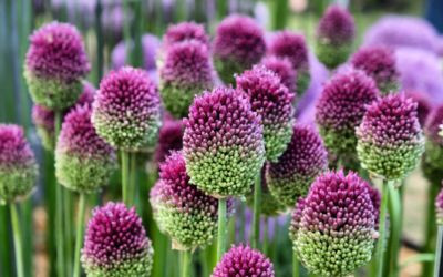When Is It Too Late to Plant Alliums? - JParkers