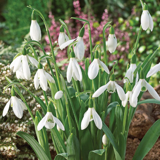 Buy Giant Flowering Snowdrops | J Parkers Dutch Bulbs