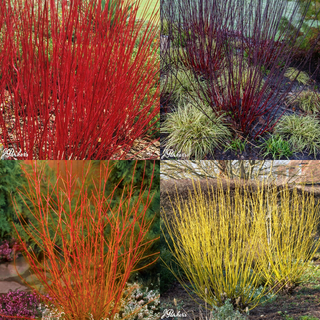 Buy Cornus Coloured stem mix | J. Parker's