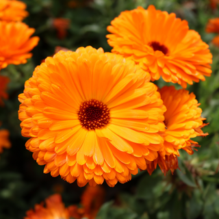 Shop Calendula Neon Seeds | J. Parker's
