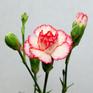 Buy Carnation Double Striped at jparkers.co.uk